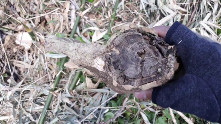 Mengenal Kayu Galih Kelor, Subuah Keajaiban Alam yang Multifungsi ...